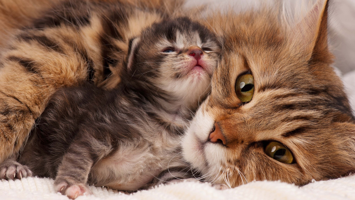 Vælg den rigtige kattekilling - Ain't MisBehaving Adfærdsklinik